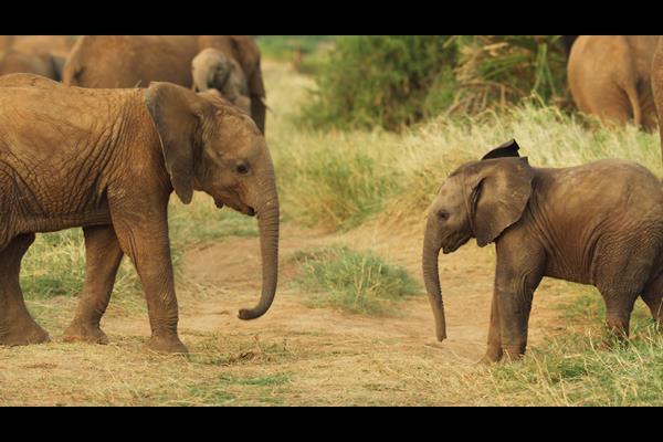 Post-production uncovered: Picture Shop on Wild Babies (Netflix) | News ...